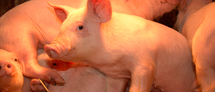 Nutrición y Manejo de la cerda Reproductora - BM Editores