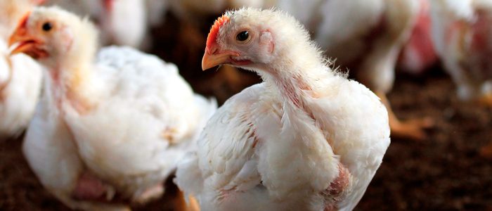 La Enteritis Necrótica - BM Editores