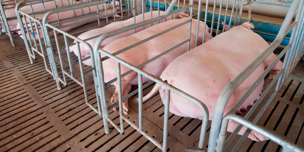 Aspectos importantes a tomar en cuenta durante el puerperio o periodo ...