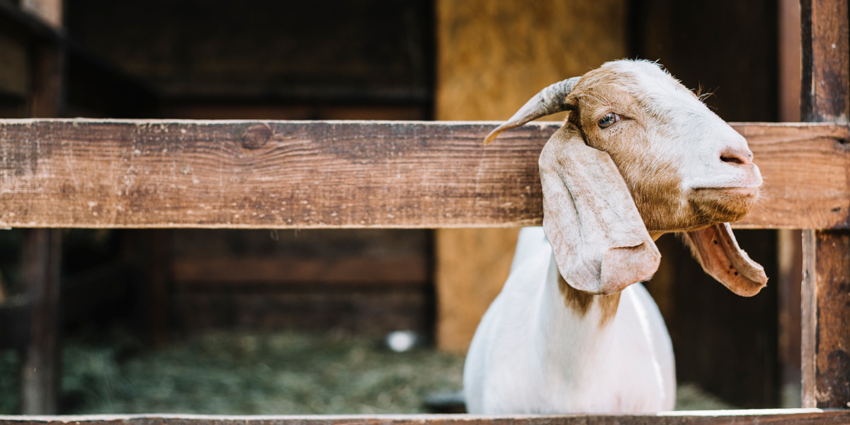 Determinación del inicio de la pubertad en machos cabríos de la raza ...