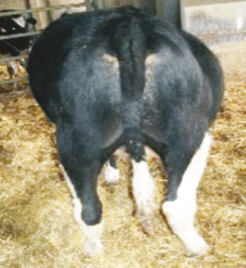 Timpanismo Ruminal Agudo - BM Editores