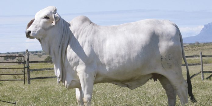Caracterización de vida productiva y reproductiva de vacas indubrasil ...