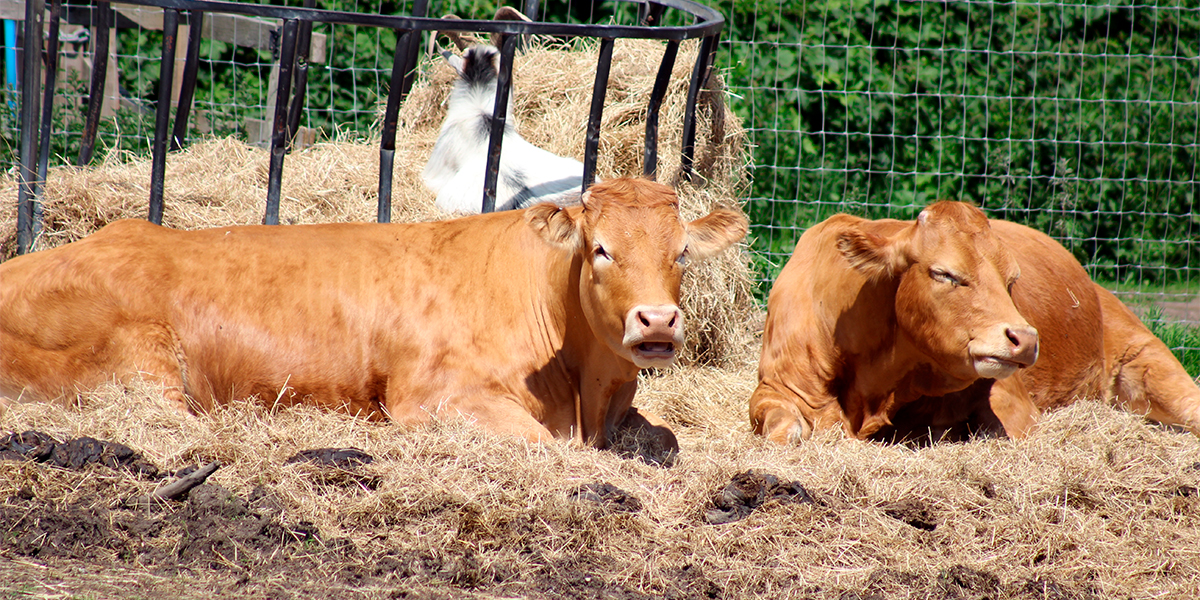 Desplazamiento del abomaso - BM Editores