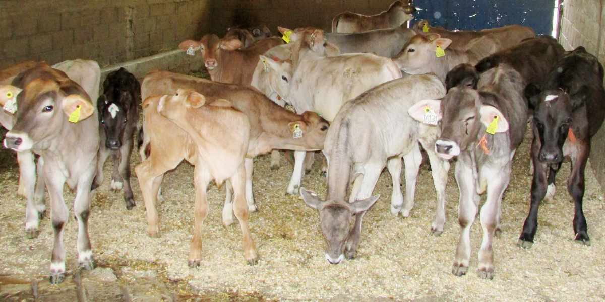 Cómo el estrés puede afectar la salud y performance de becerros - BM ...