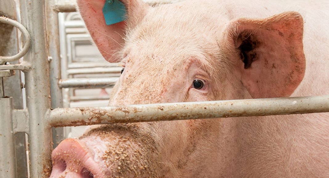 Regulación sobre Niveles de Micotoxinas en Alimentos para Cerdos - BM ...