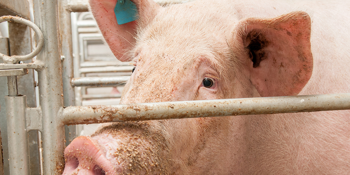Biología molecular del rubulavirus porcino: Enfermedad del ojo azul ...