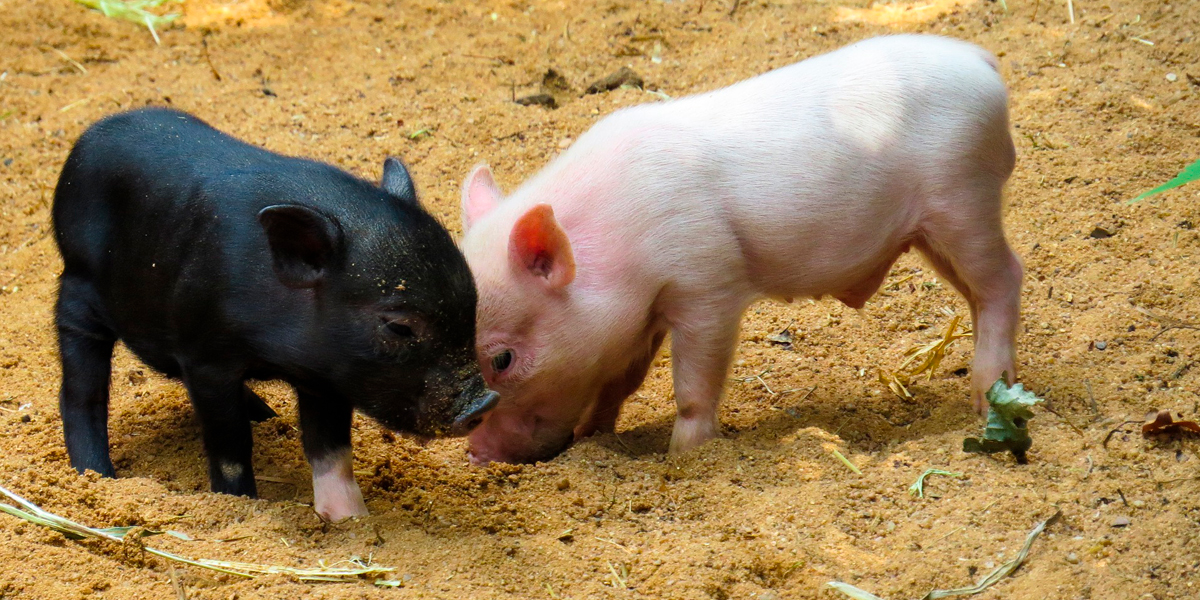 Aprendiendo más acerca del cuidado de la diarrea en cerdos lactantes ...