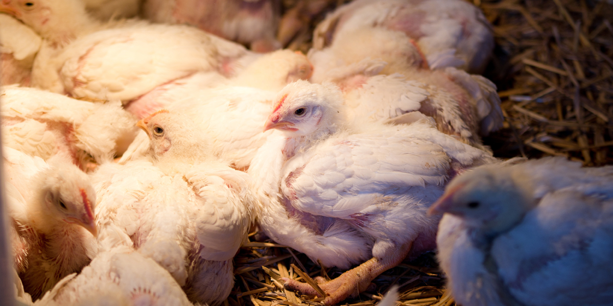 El mantenimiento del equipo automático en granjas de pollo de engorda ...