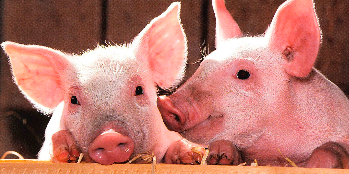 Optimizar el bienestar de los cerdos - BM Editores