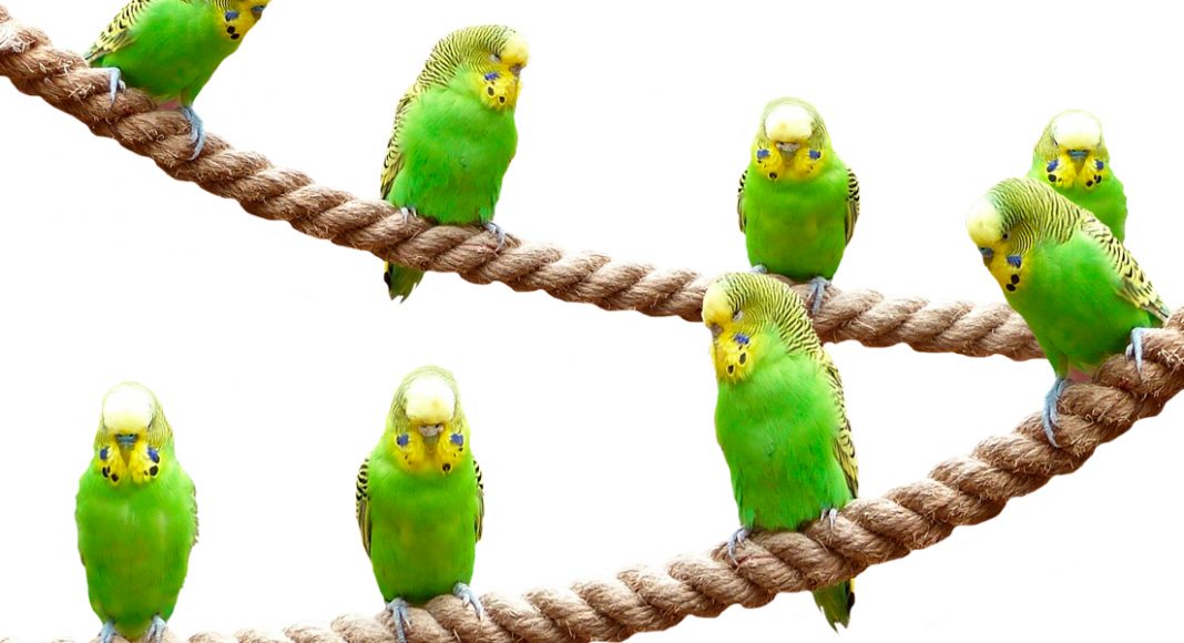 AviPro 431 ND-IB-BD3-REO - BM Editores