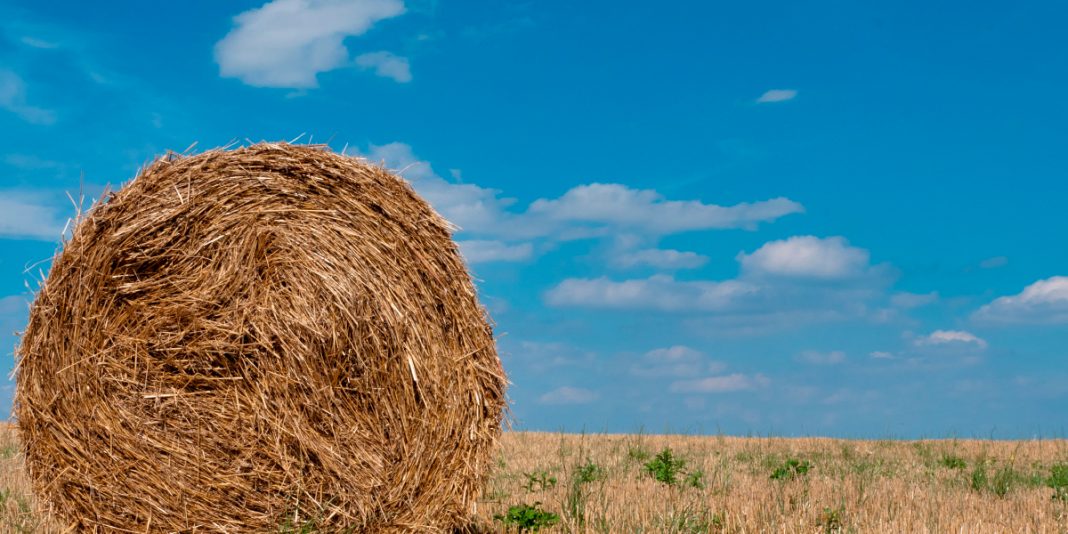 Calidad de los forrajes para rumiantes - BM Editores