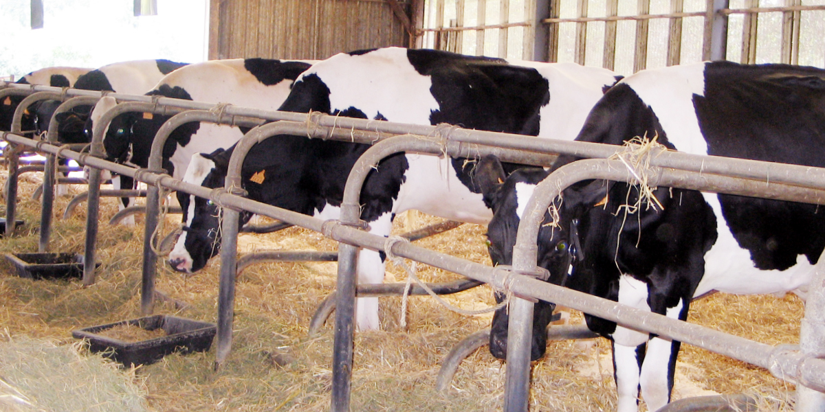 Cow Comfort - El Bienestar de la vaca lechera - BM Editores