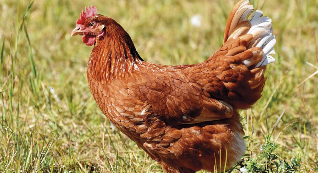 Importancia de la avicultura productora de huevo - BM Editores