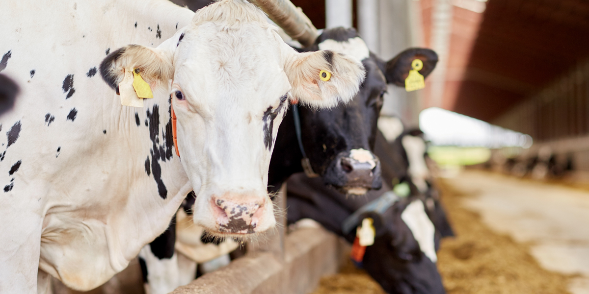 ¿Qué anda mal con mi ganado? Desplazamiento del abomaso - BM Editores