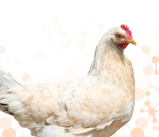 Avicultura - BM Editores