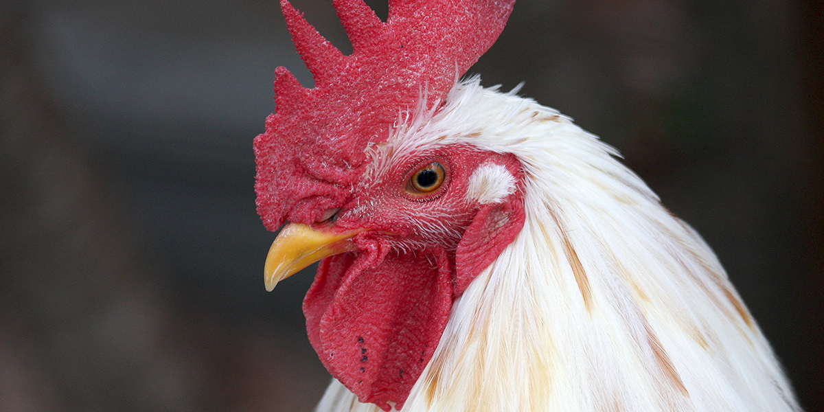 Estrategia de selección de machos para mejorar fertilidad en ...