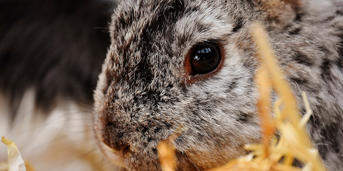 La enfermedad hemorrágica de los conejos al acecho - BM Editores