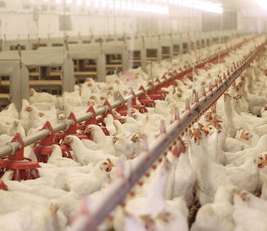 Avicultura - BM Editores