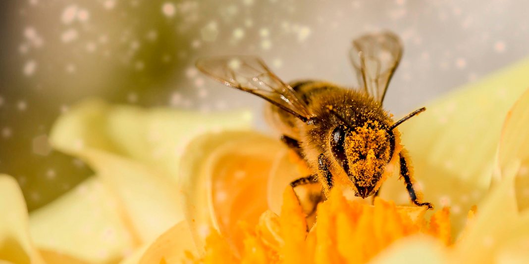 La apicultura y su importancia - BM Editores