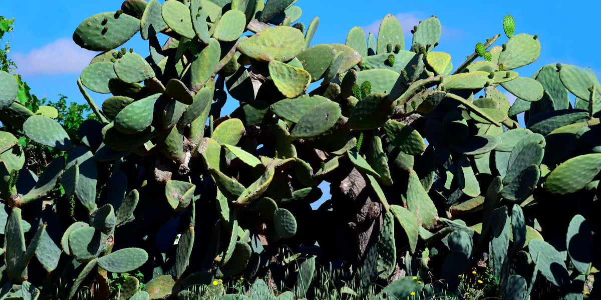 Producción y uso de opuntia (Nopal) como forraje en el Centro-Norte de ...