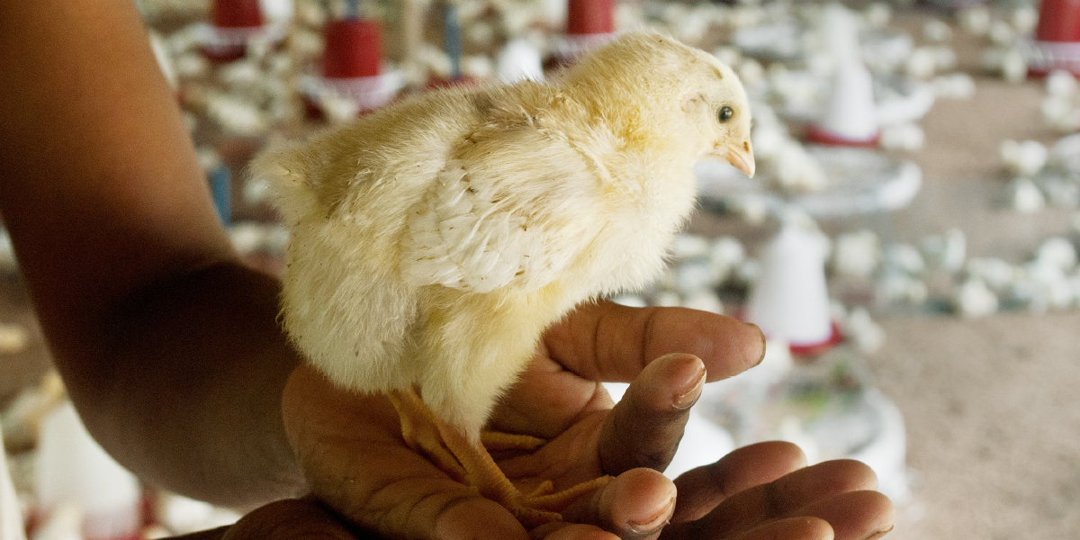 Tendencias en avicultura - BM Editores