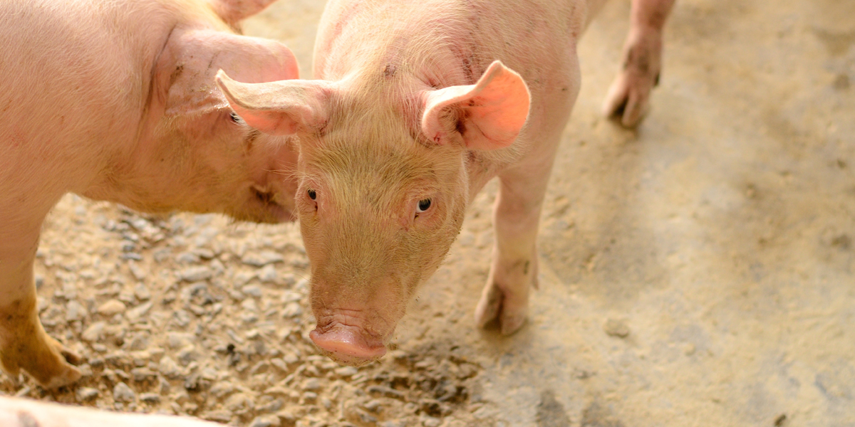Fiebre porcina africana, una enfermedad emergente que pone en riesgo a ...