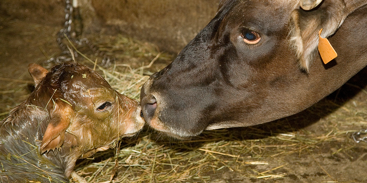 Vaca gallega en España tiene parto de cuatro crías - BM Editores