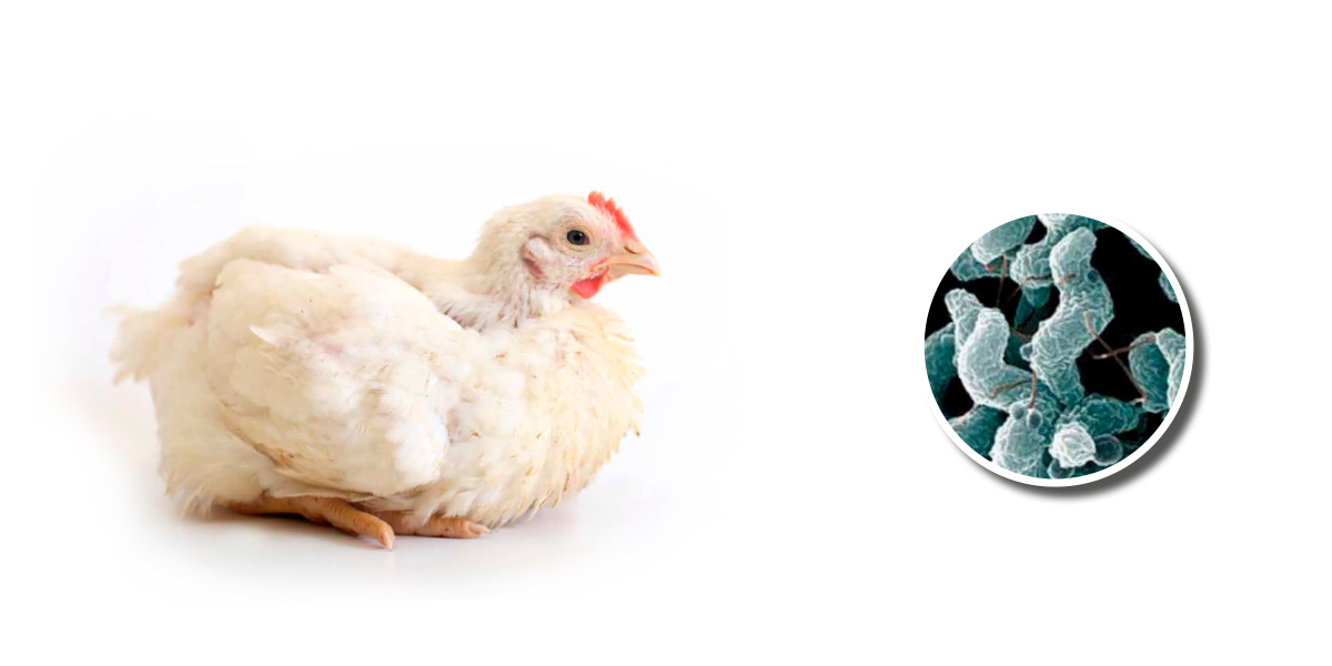 Reducción de Campylobacter en pollo de engorde usando Calsporin® previo ...