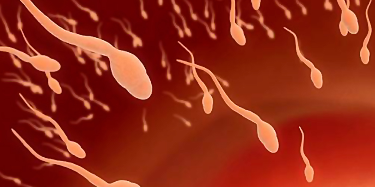 Puntos a tomar en cuenta para tener éxito en la conservación del semen de cerdo - BM Editores