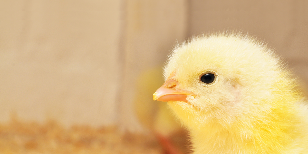 El despique de la pollita y el uso de las vitaminas para la ...