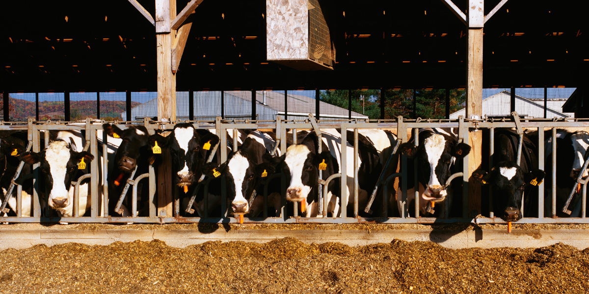 Crece el aseguramiento en el sector pecuario - BM Editores