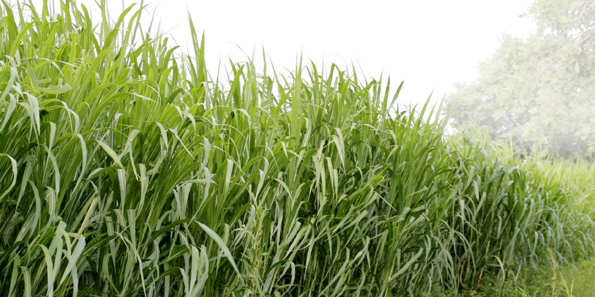 Contribuciones al estudio de maralfalfa (Pennisetum spp.) en la sierra ...