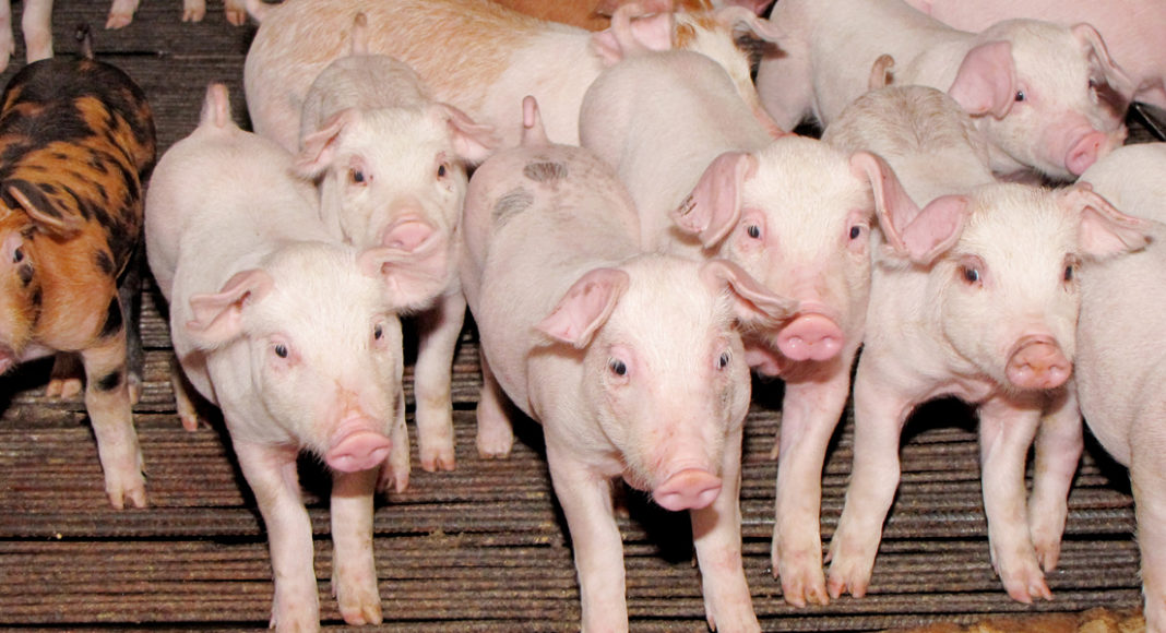 El ABC del control de la pleuroneumonía contagiosa porcina - BM Editores