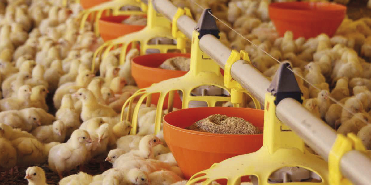 La carrera del pollito durante sus primeros 10 días - BM Editores