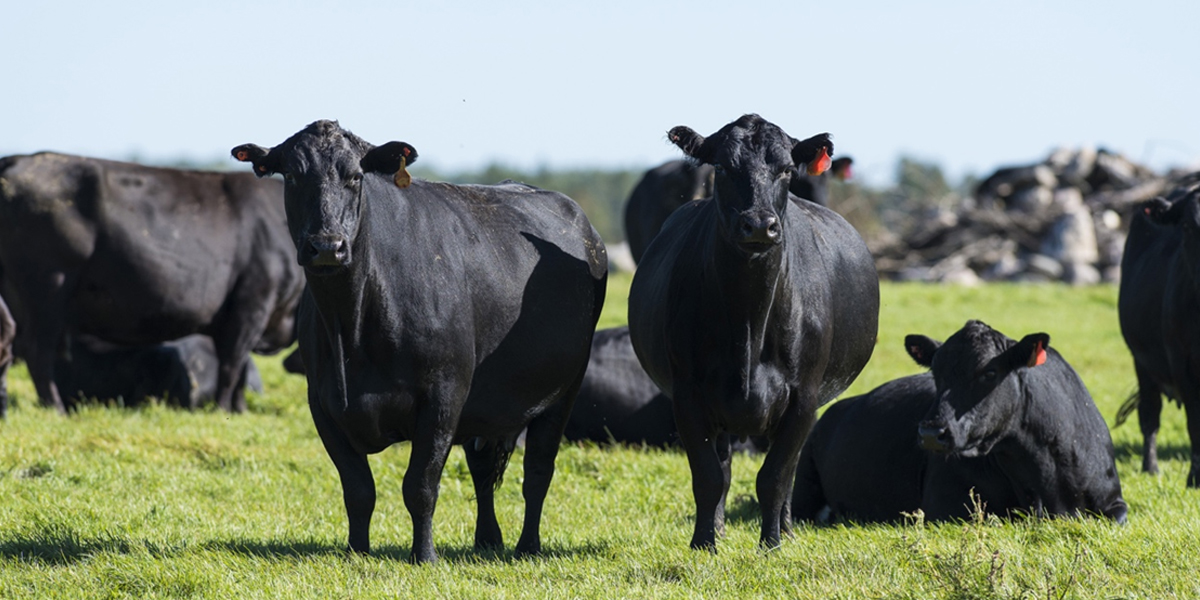 Condición corporal de la vaca de carne al final de la gestación - BM ...