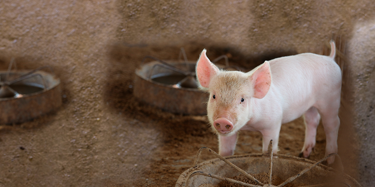 Influenza respiratoria de cerdos, se deriva de ambiente y genética - BM ...
