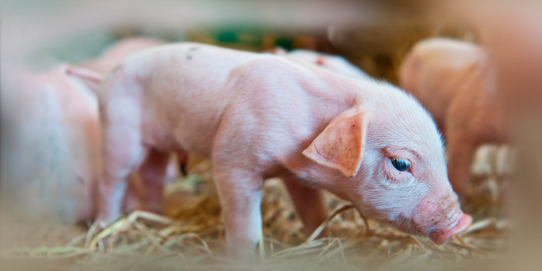 Reanimación neonatal de lechones con problemas respiratorios - BM Editores