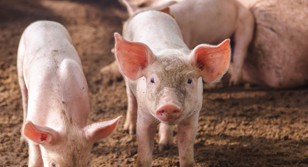 Enfermedades Respiratorias en el Cerdo - BM Editores