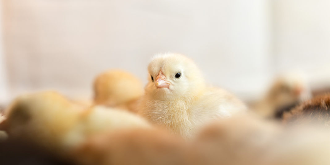 DOA’s – pollitos muertos a la llegada. - BM Editores