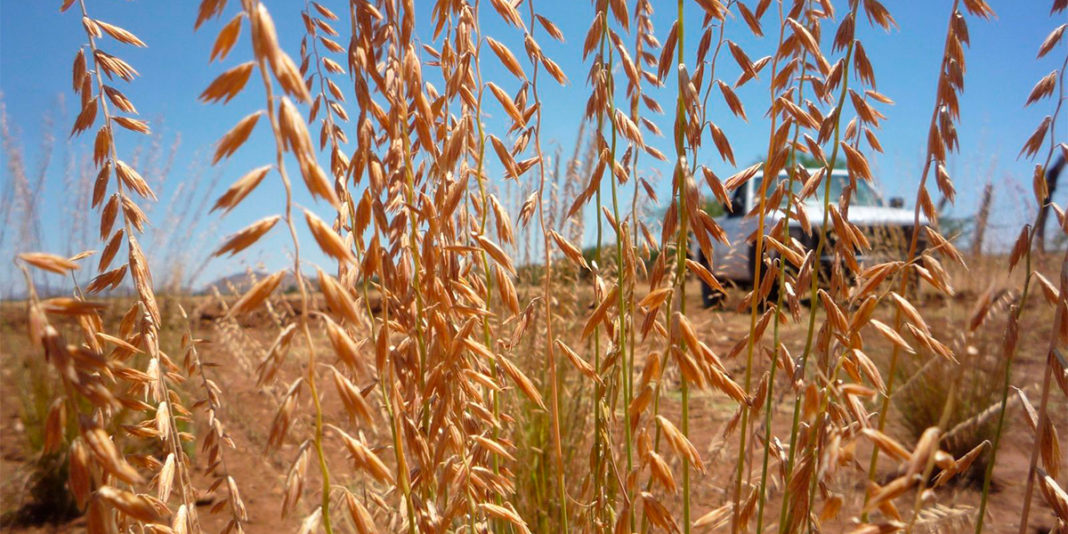 Desarrollan proyecto para el cultivo de pasto forrajero en zonas áridas ...
