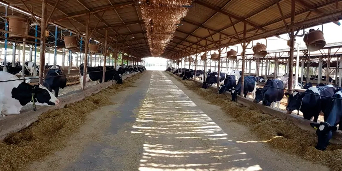 La industria láctea Israelí: 100 años de innovación - BM Editores