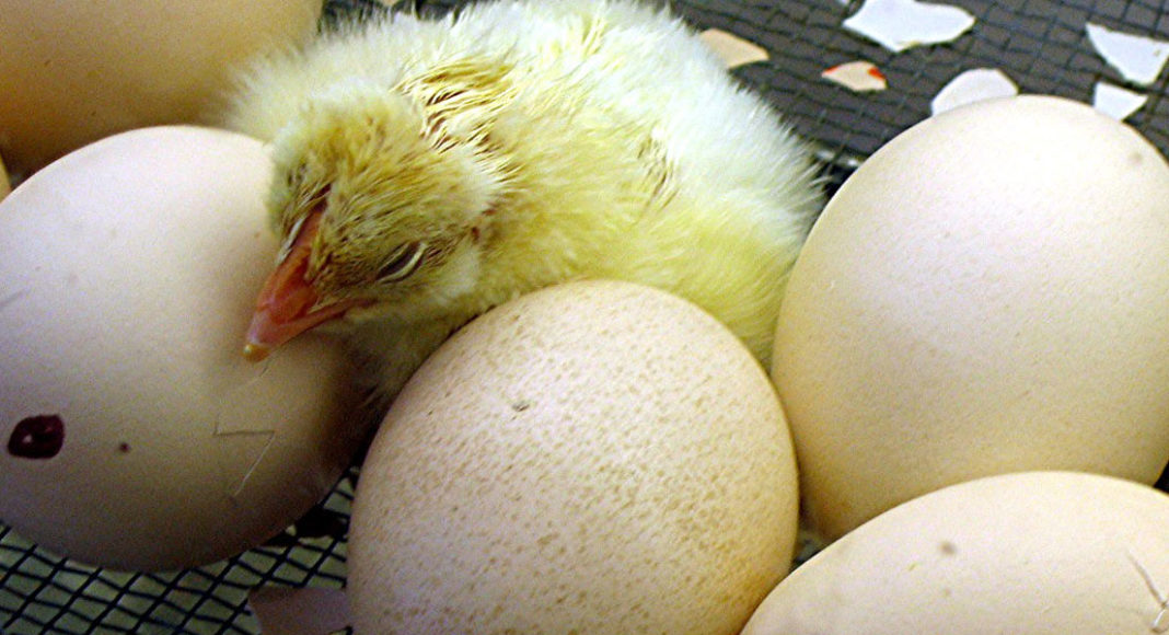 El coaching y su relación con la productividad en avicultura - BM Editores