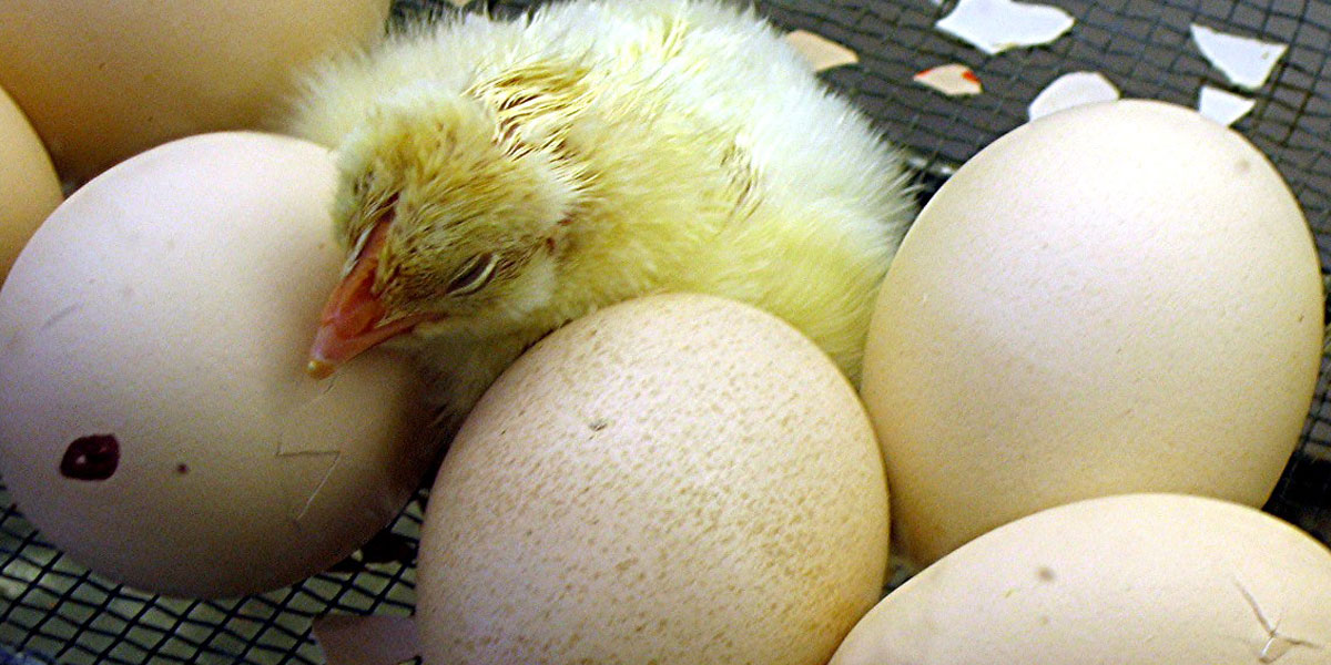 ¿Cuál es su registro de Meconio? - BM Editores