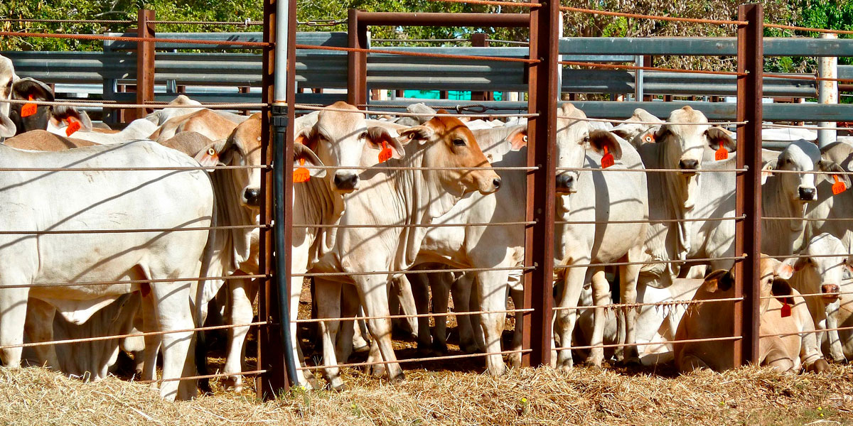 Eficiencia del manejo en desembarque y corrales de espera en ganado ...