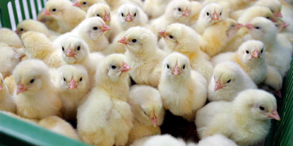 Puntos clave en la retención y transporte de pollitos - BM Editores