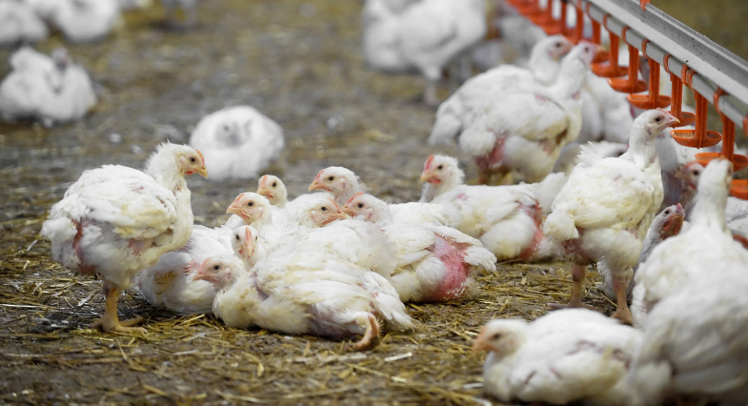 Conceptos del aparato digestivo en el pollo de engorda - BM Editores