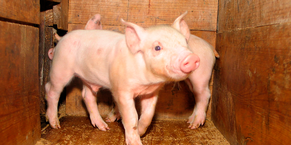 Potenciando la salud de los lechones con RFC’s™ - BM Editores