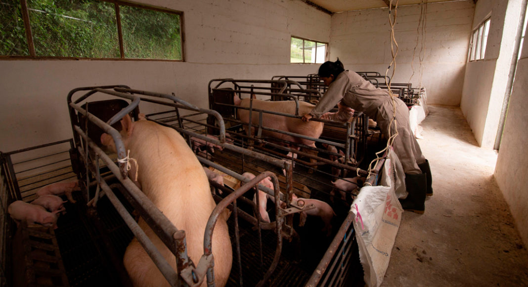 Efecto de diferentes métodos de castración de lechones - BM Editores