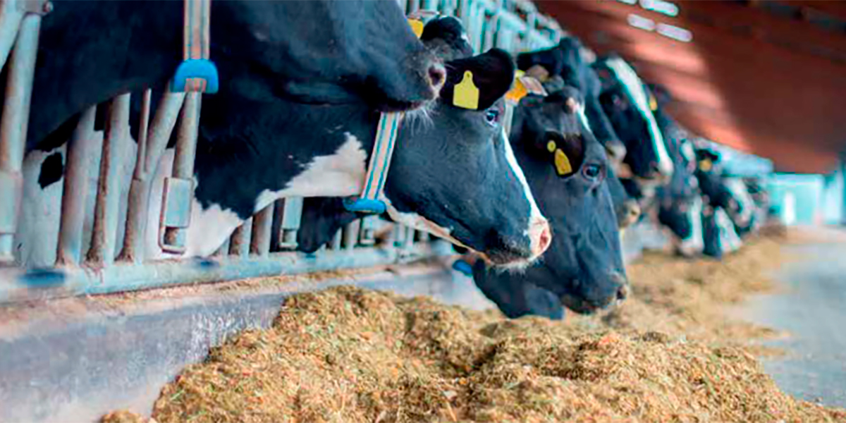 Alternativas naturales de las macroalgas para la mejora de la ...