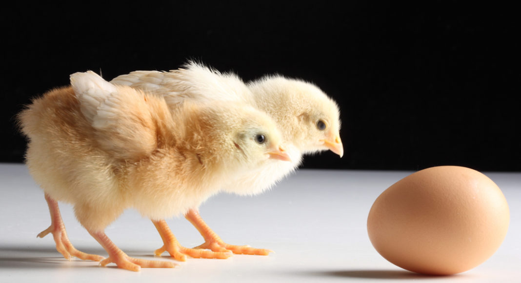 Día mundial del huevo y 12 razones por las que es sano incluir huevo en ...